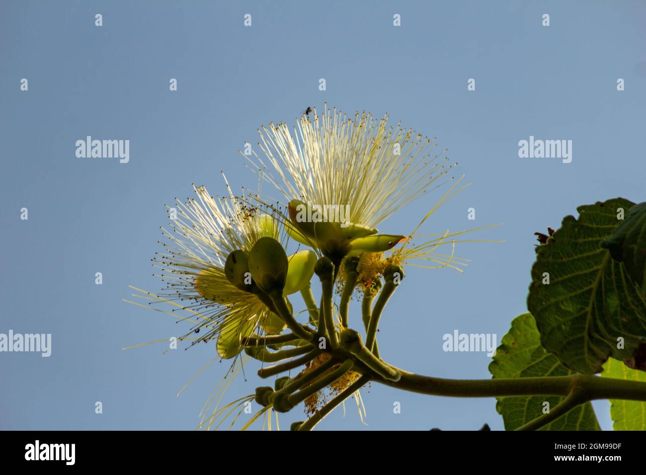 Typical cerrado tree hi-res stock photography and images - Alamy