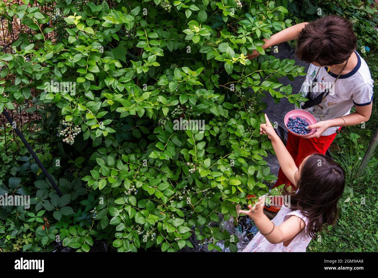 Children picking berries hi-res stock photography and images - Alamy