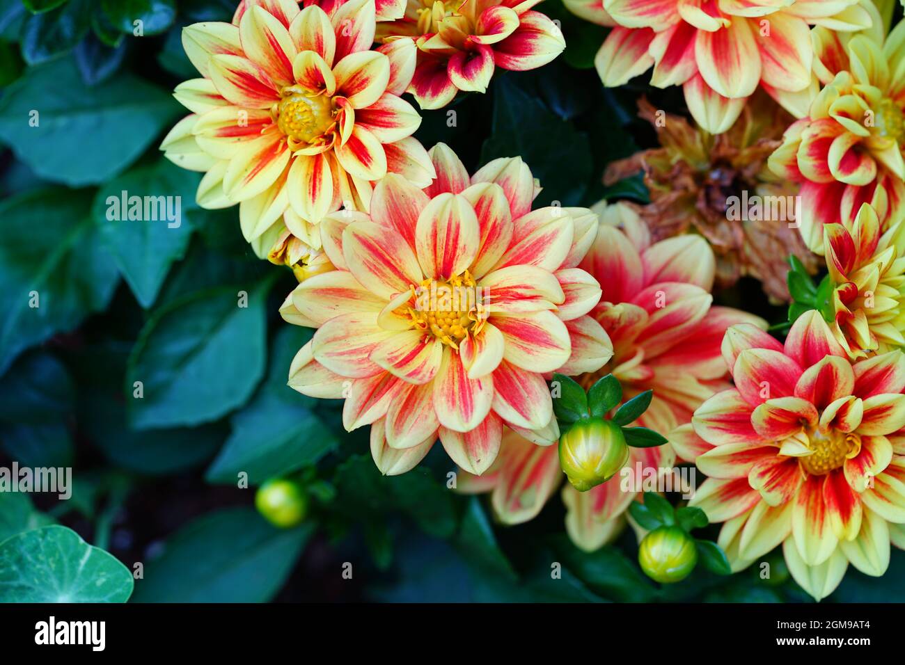 Orange and yellow dahlia flower in bloom Stock Photo - Alamy