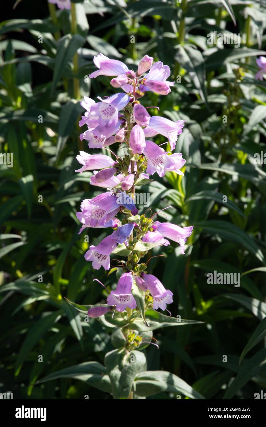 Sour grapes hi-res stock photography and images - Alamy