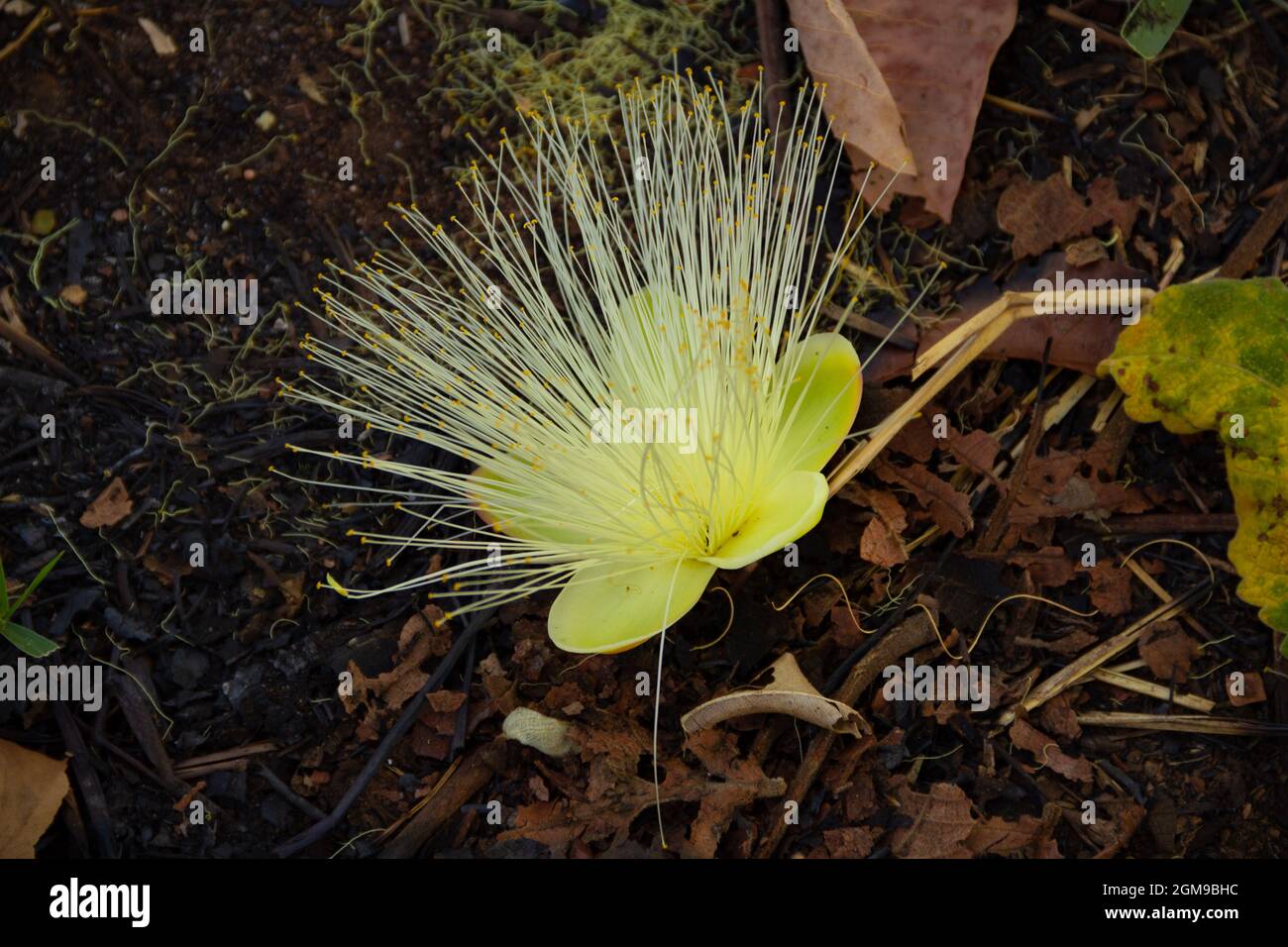 Pequi flower lying on the floor. Tree typical of the Cerrado of Goiás ...