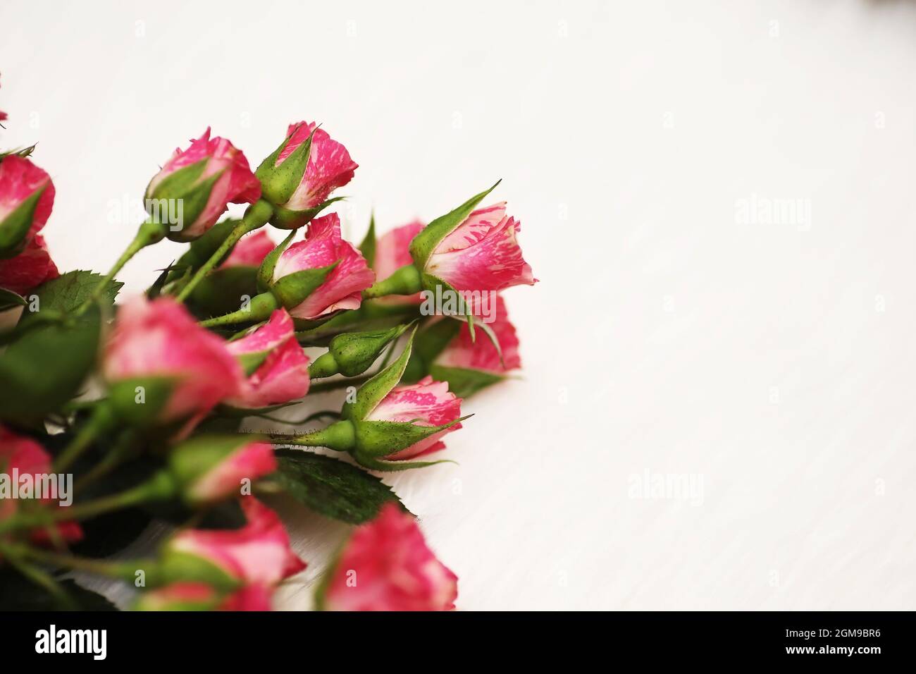 Three dozen roses hi-res stock photography and images - Alamy