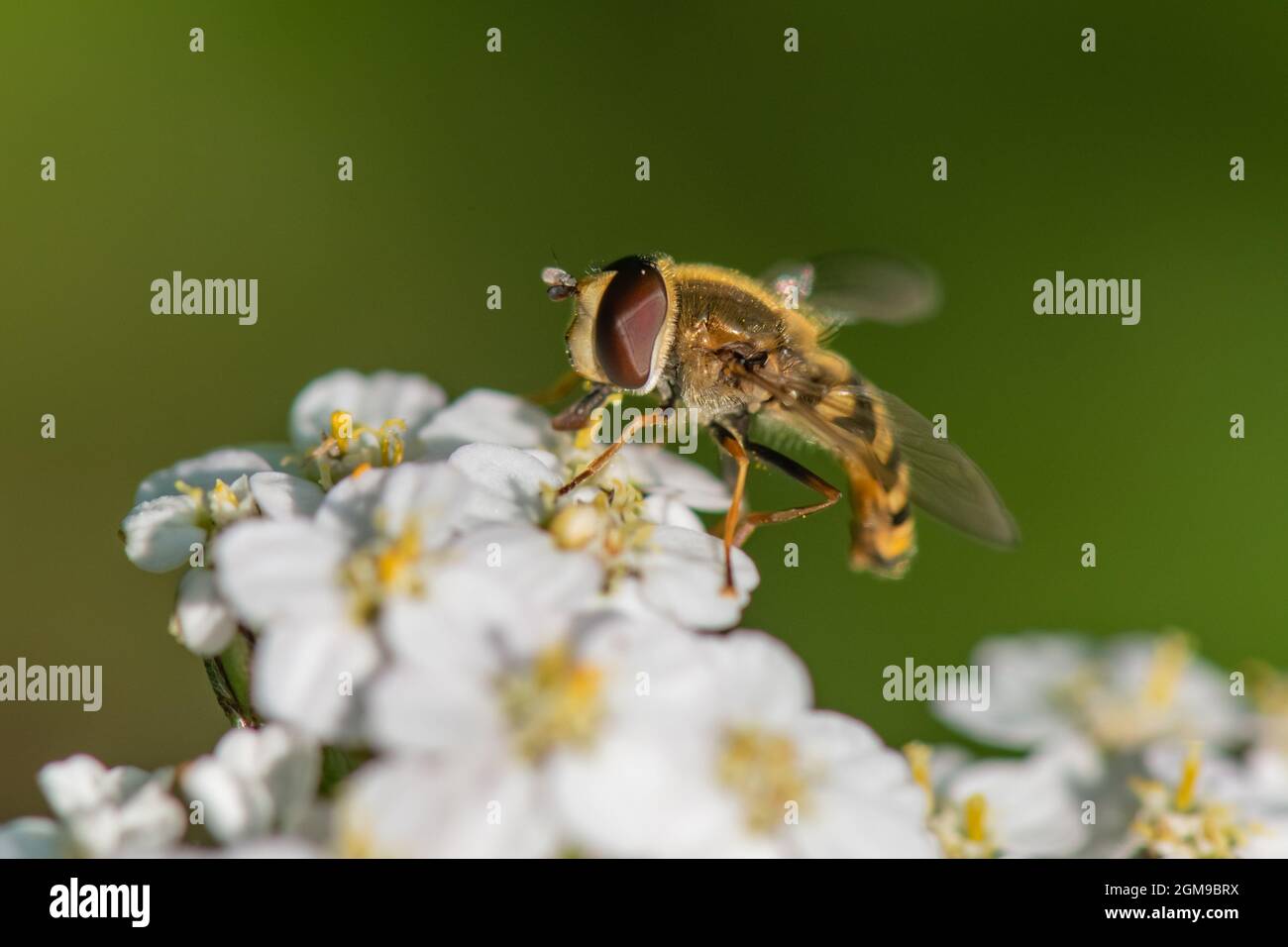 Eupeodes corollae, a hoverfly Stock Photo - Alamy