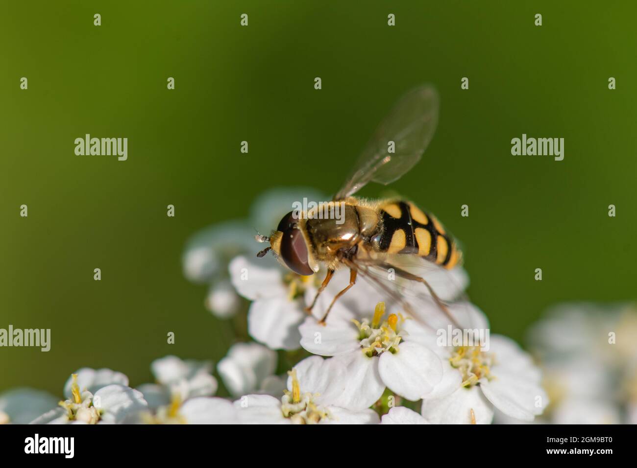 Eupeodes corollae, a hoverfly Stock Photo - Alamy
