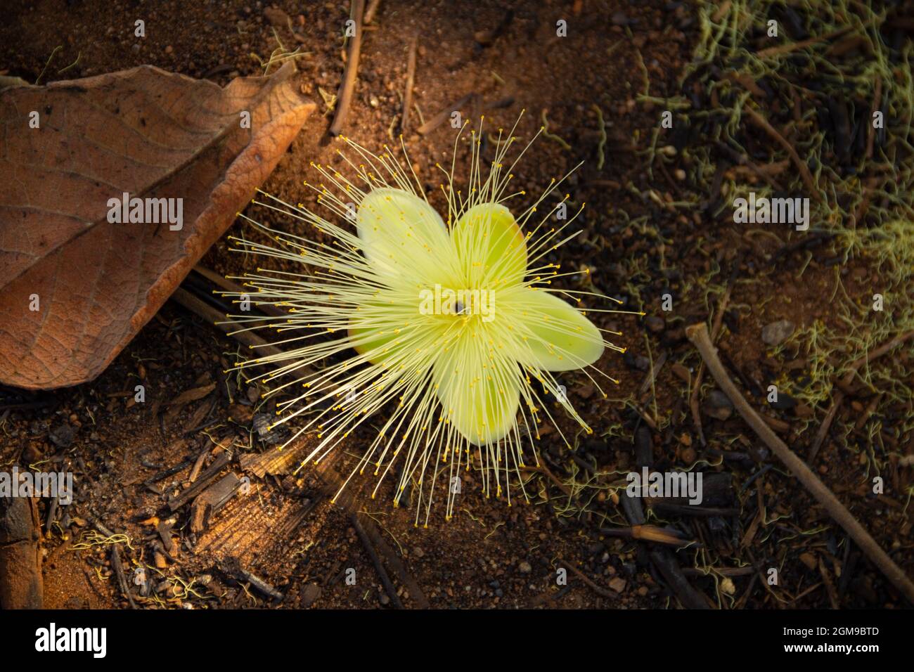 Pequi flower lying on the floor. Tree typical of the Cerrado of Goiás ...