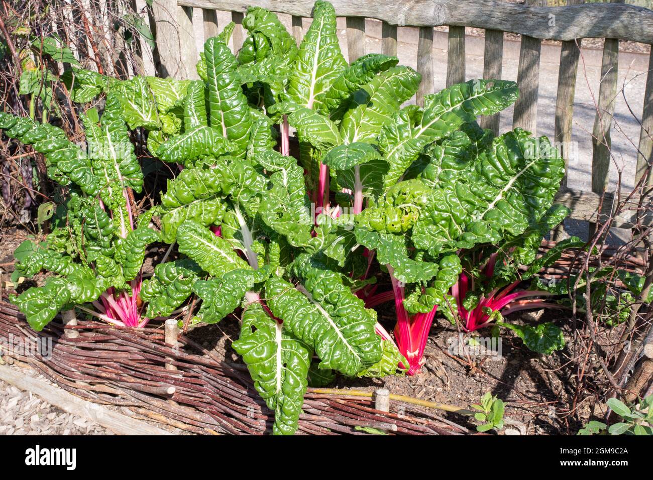 Red chard plant hi-res stock photography and images - Alamy