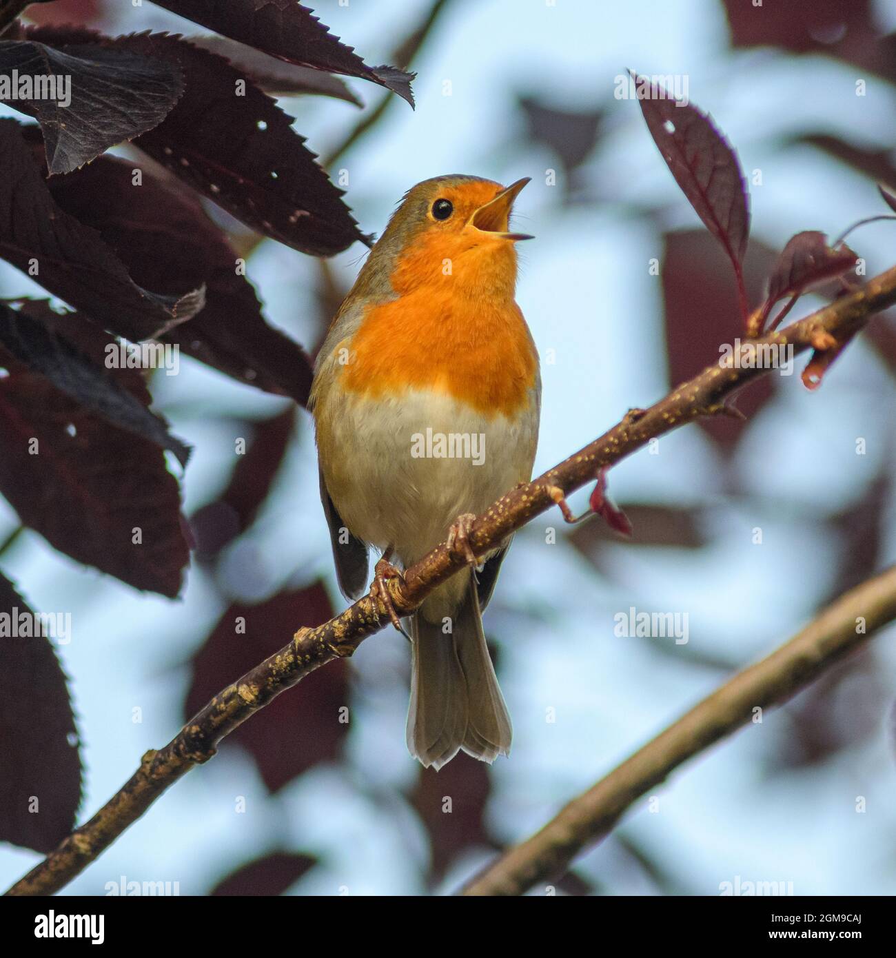 Chirping robin hi-res stock photography and images - Alamy