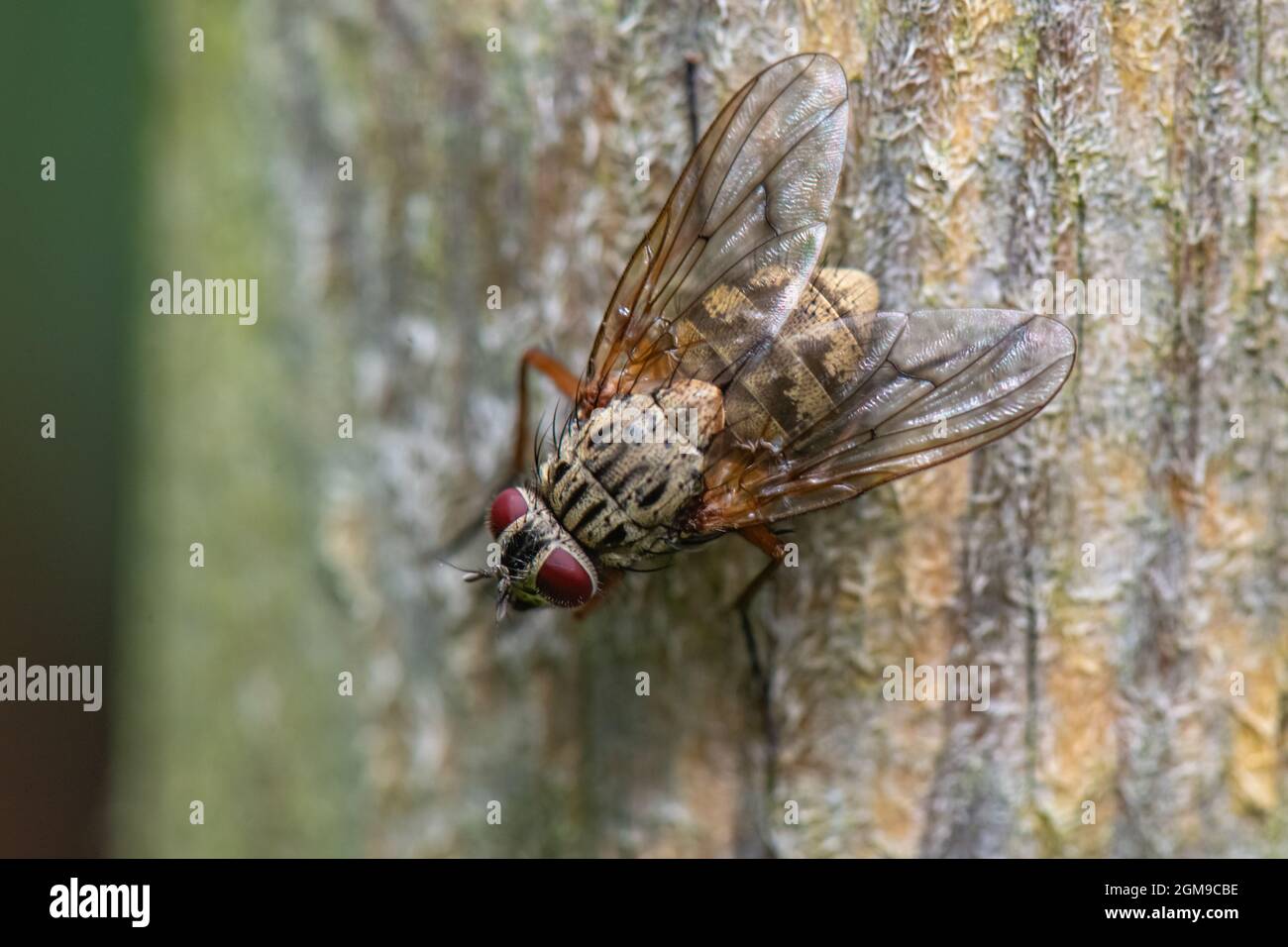 Cluster fly hi-res stock photography and images - Alamy