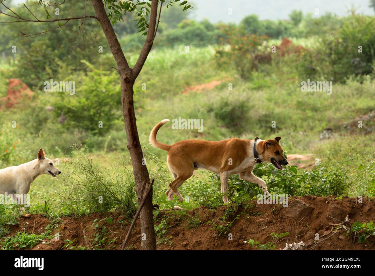 Can A Dog Survive Being Run Over