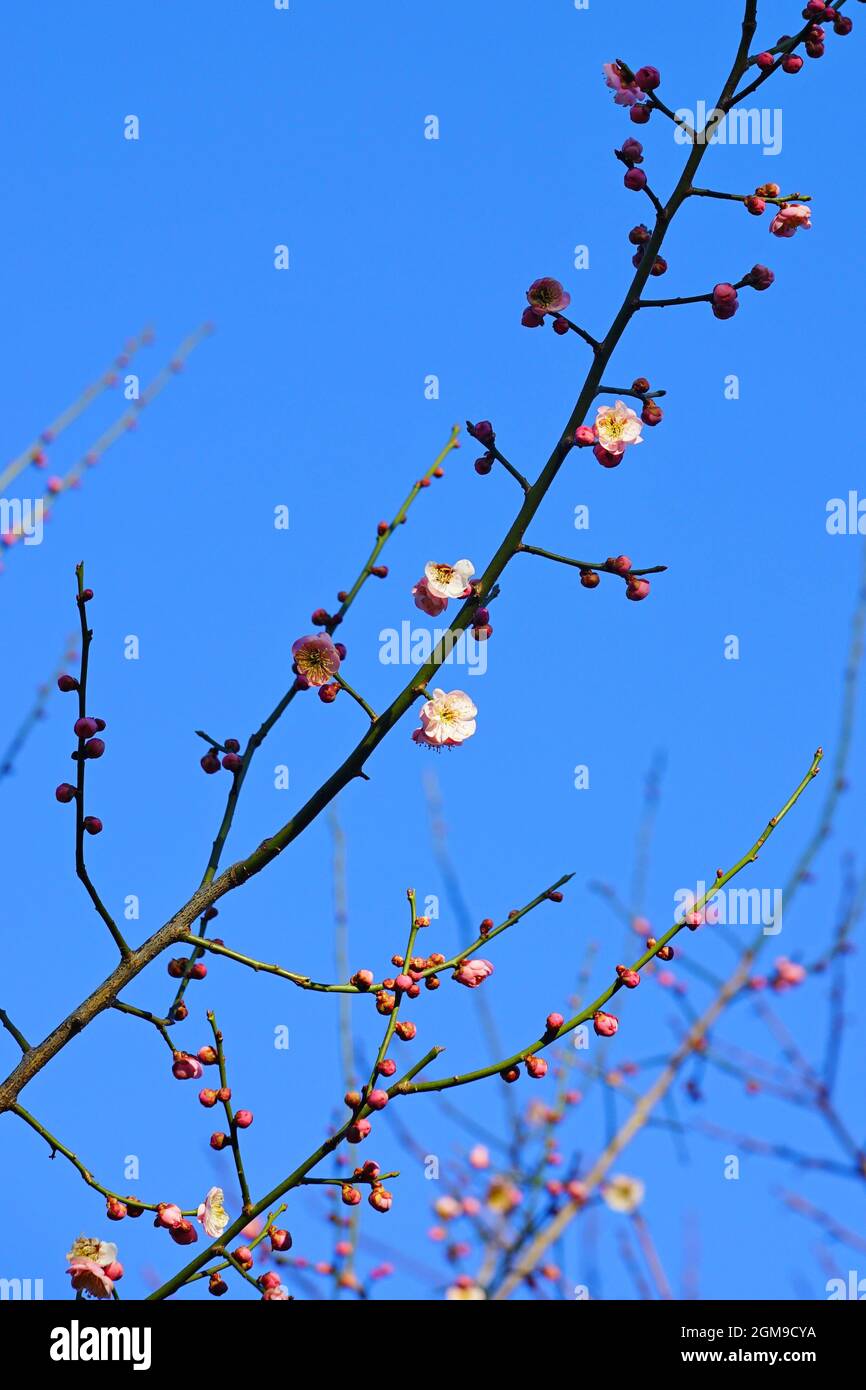 Pink flower blooms of the Japanese ume apricot tree, prunus mume Stock ...