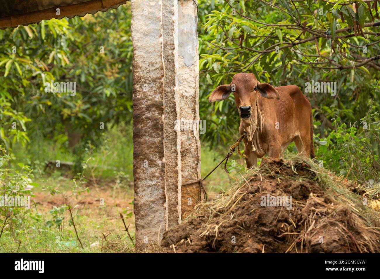 A brown calf wears a small bell around its neck and is tied to a pillar ...