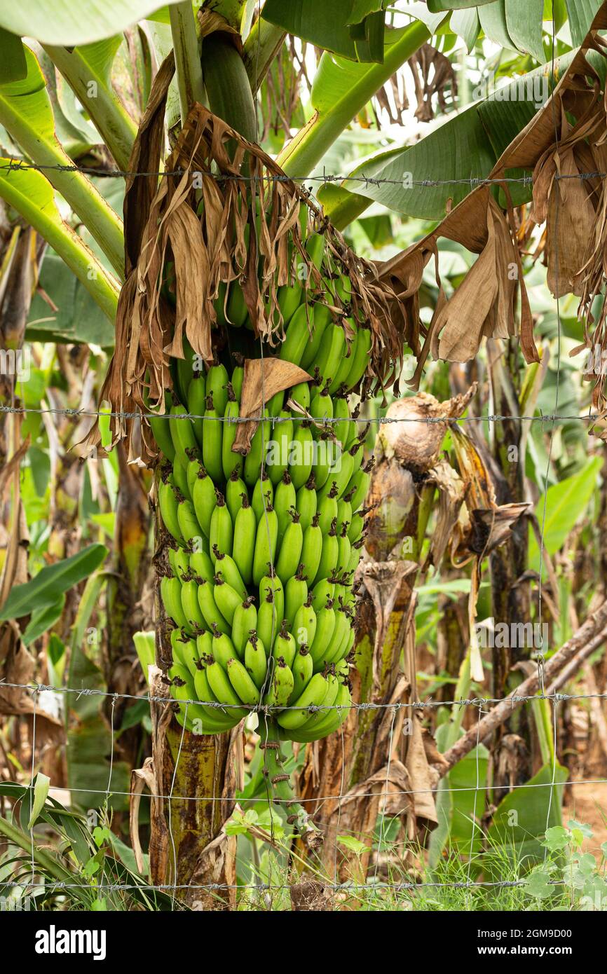 India kerala banana harvest hi-res stock photography and images - Alamy