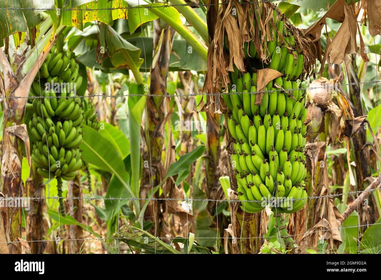 India banana plantation hi-res stock photography and images - Alamy