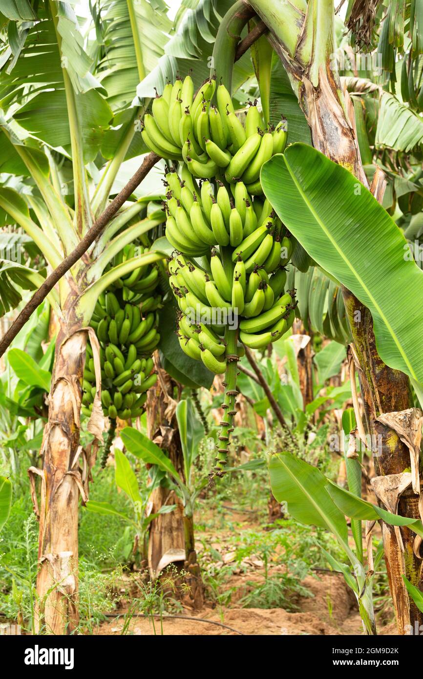 A banana tree hangs in the middle of a plantation in India Stock Photo ...