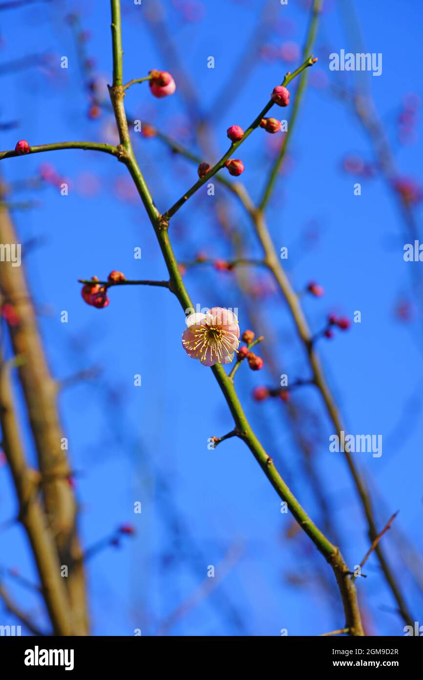 Pink flower blooms of the Japanese ume apricot tree, prunus mume Stock ...