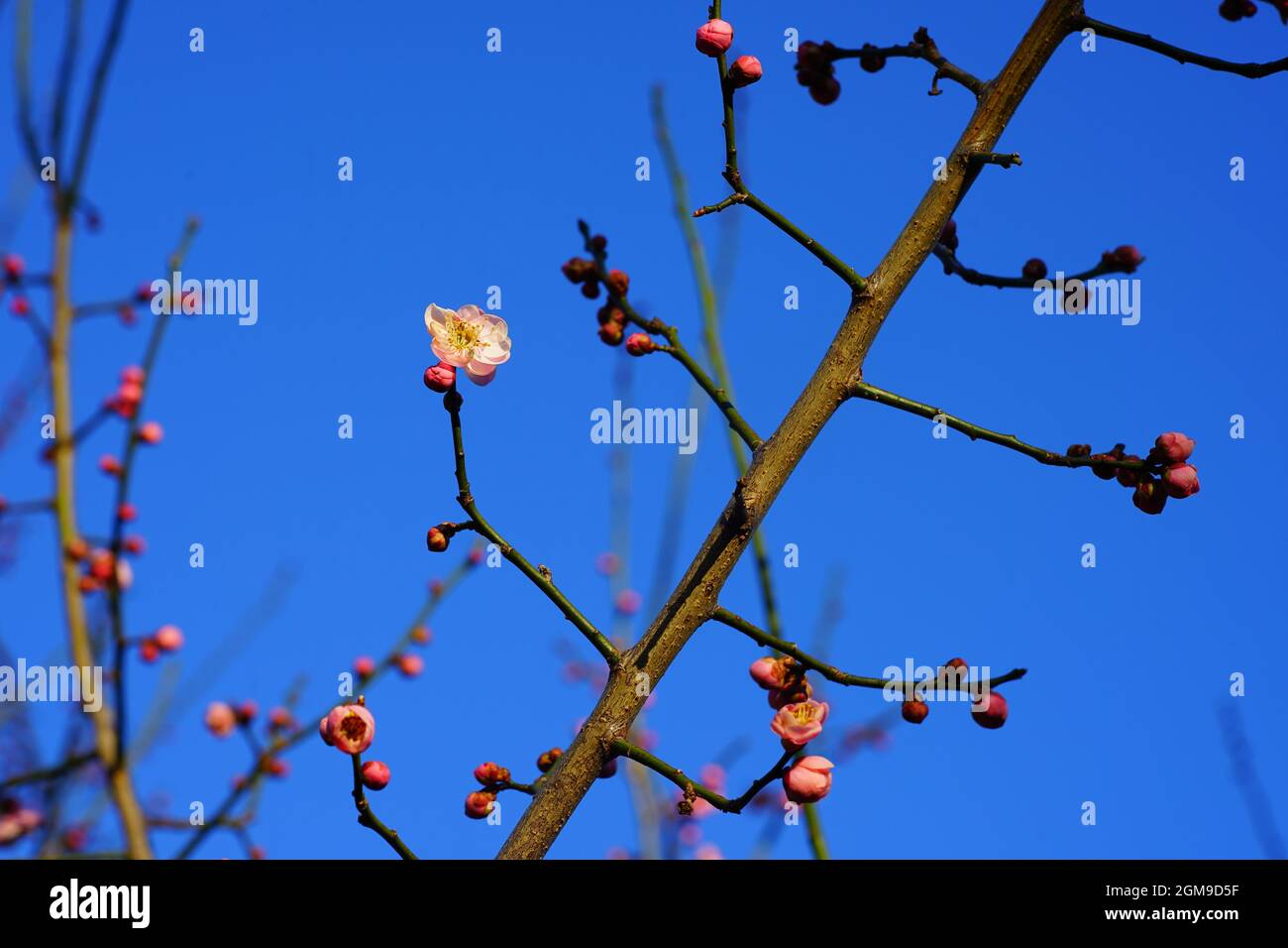 Pink flower blooms of the Japanese ume apricot tree, prunus mume Stock ...