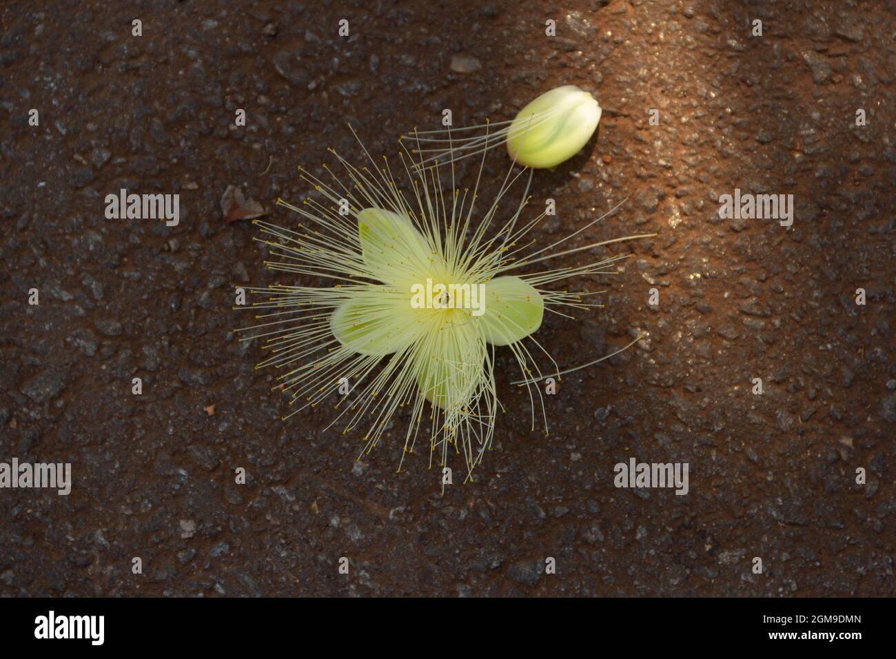 Pequi flower lying on the floor. Tree typical of the Cerrado of Goiás ...