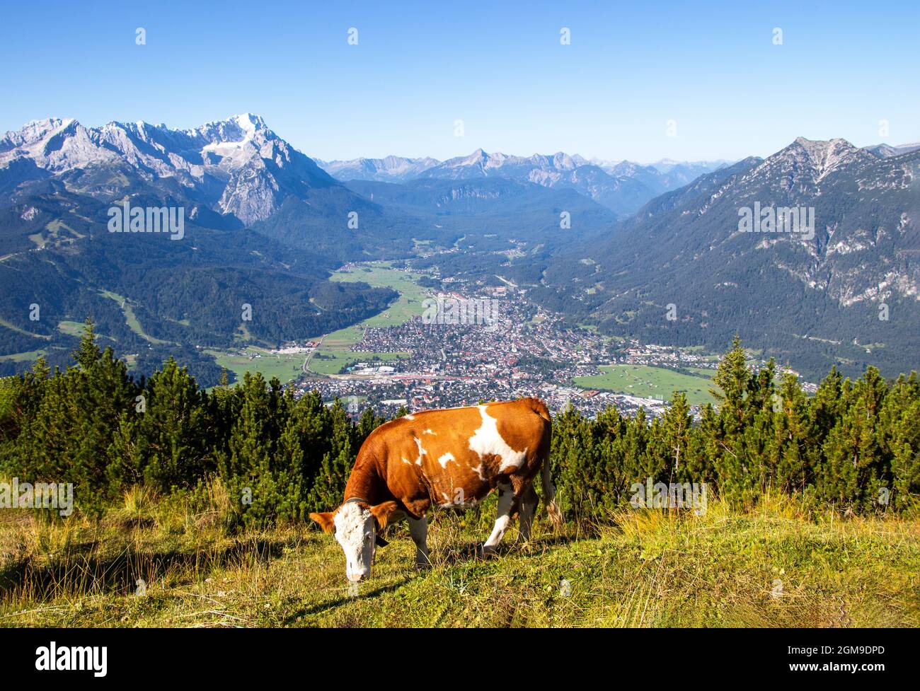 Mountain View of Garmisch Partenkirchen Cow Germany Stock Photo - Alamy