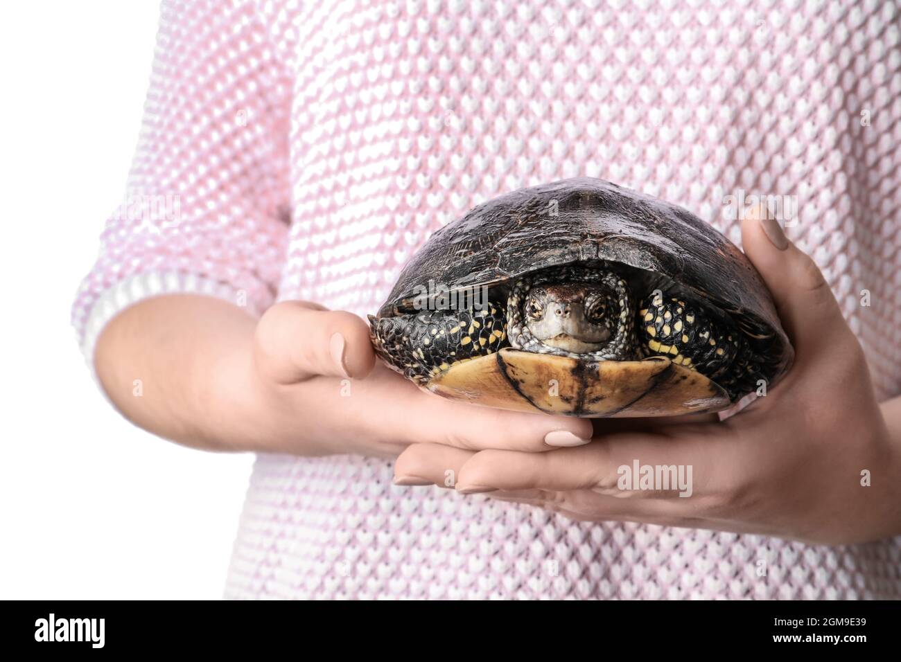 Woman holding adorable turtle on white background Stock Photo - Alamy