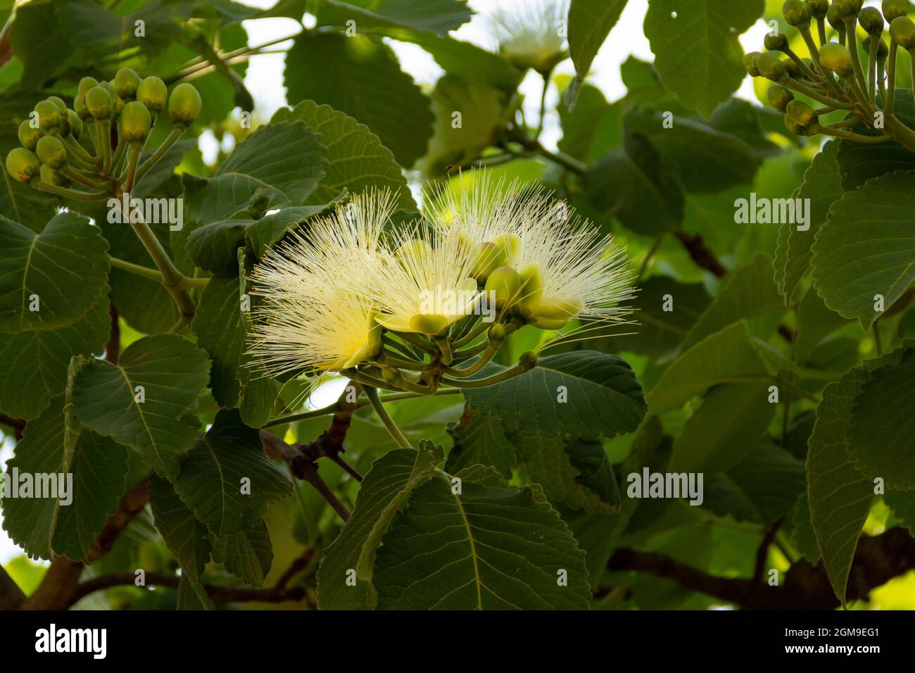 Flowered pequi tree. Flowers on the pequi tree. Pequi is a typical ...