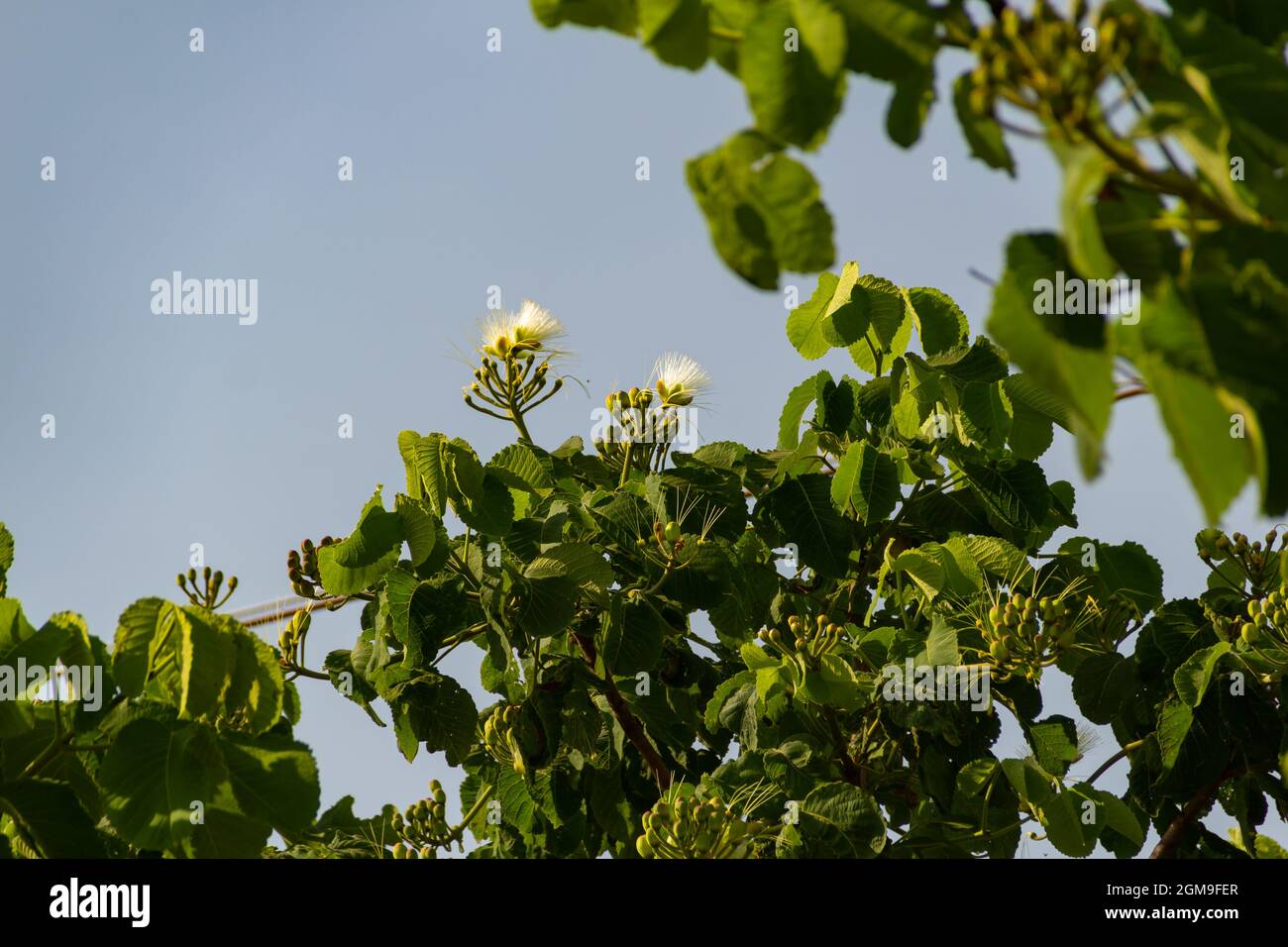 Typical cerrado tree hi-res stock photography and images - Alamy
