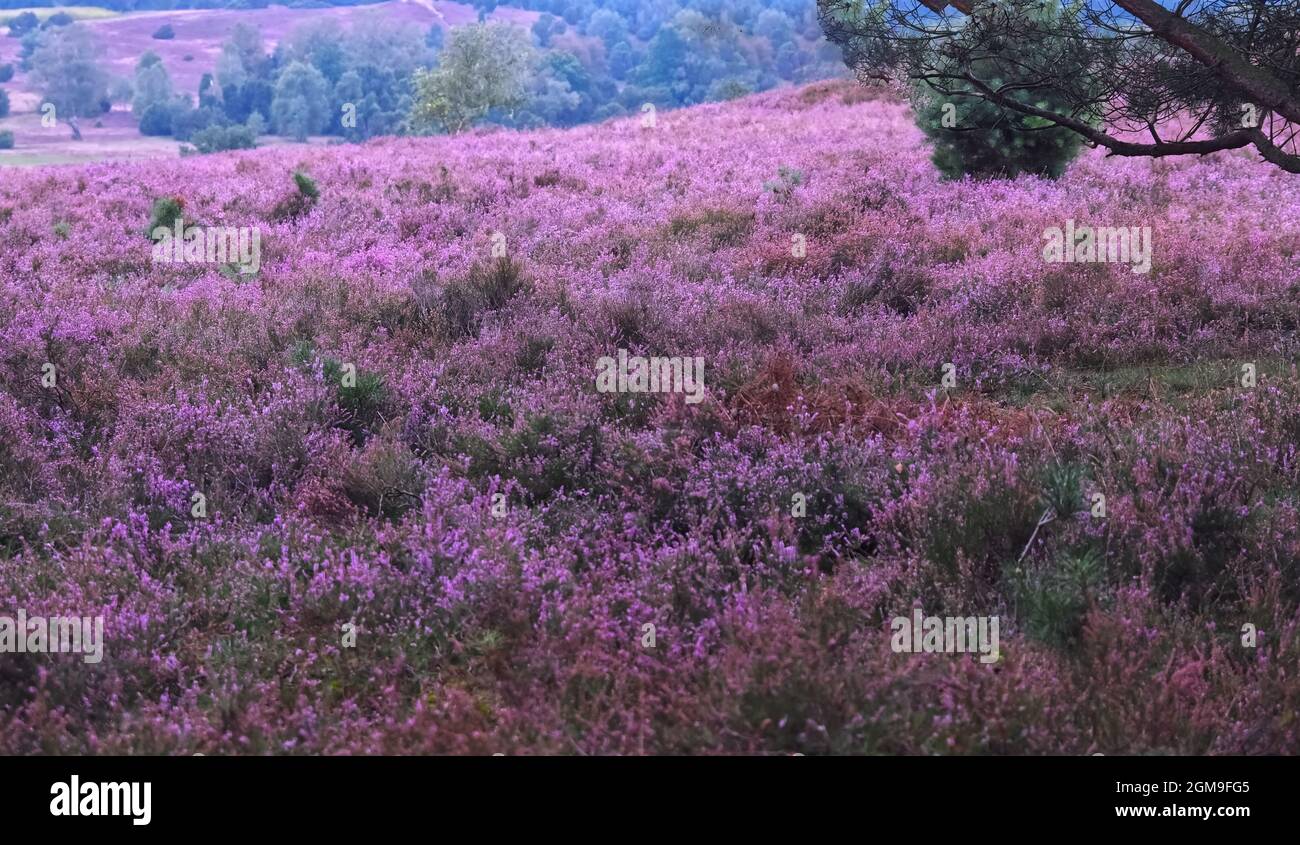 Colorful pink blooming heather landscape Stock Photo - Alamy