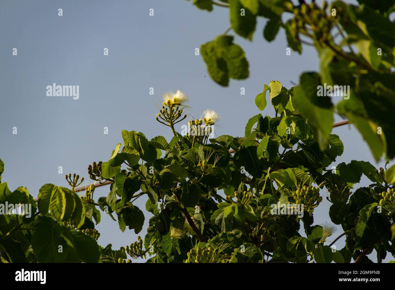 Flowered pequi tree. Flowers on the pequi tree. Pequi is a typical ...