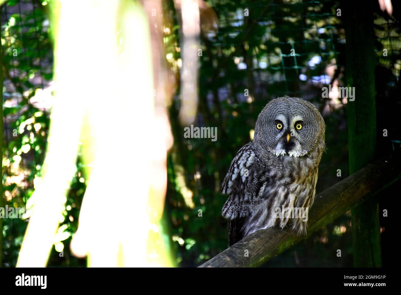 Photograph of an owl looking at the camera and leaning on a branch.The ...