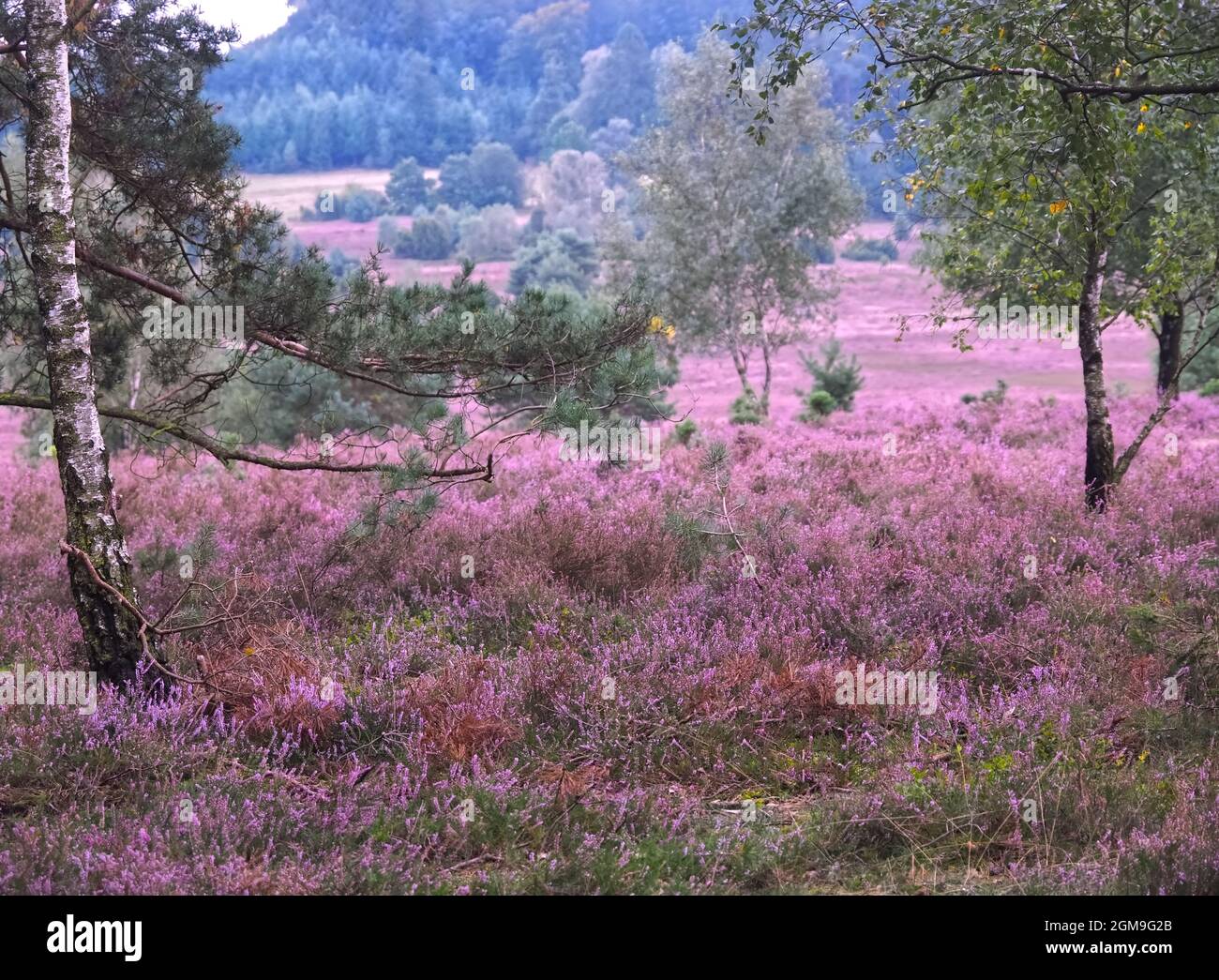 Colorful pink blooming heather landscape Stock Photo - Alamy