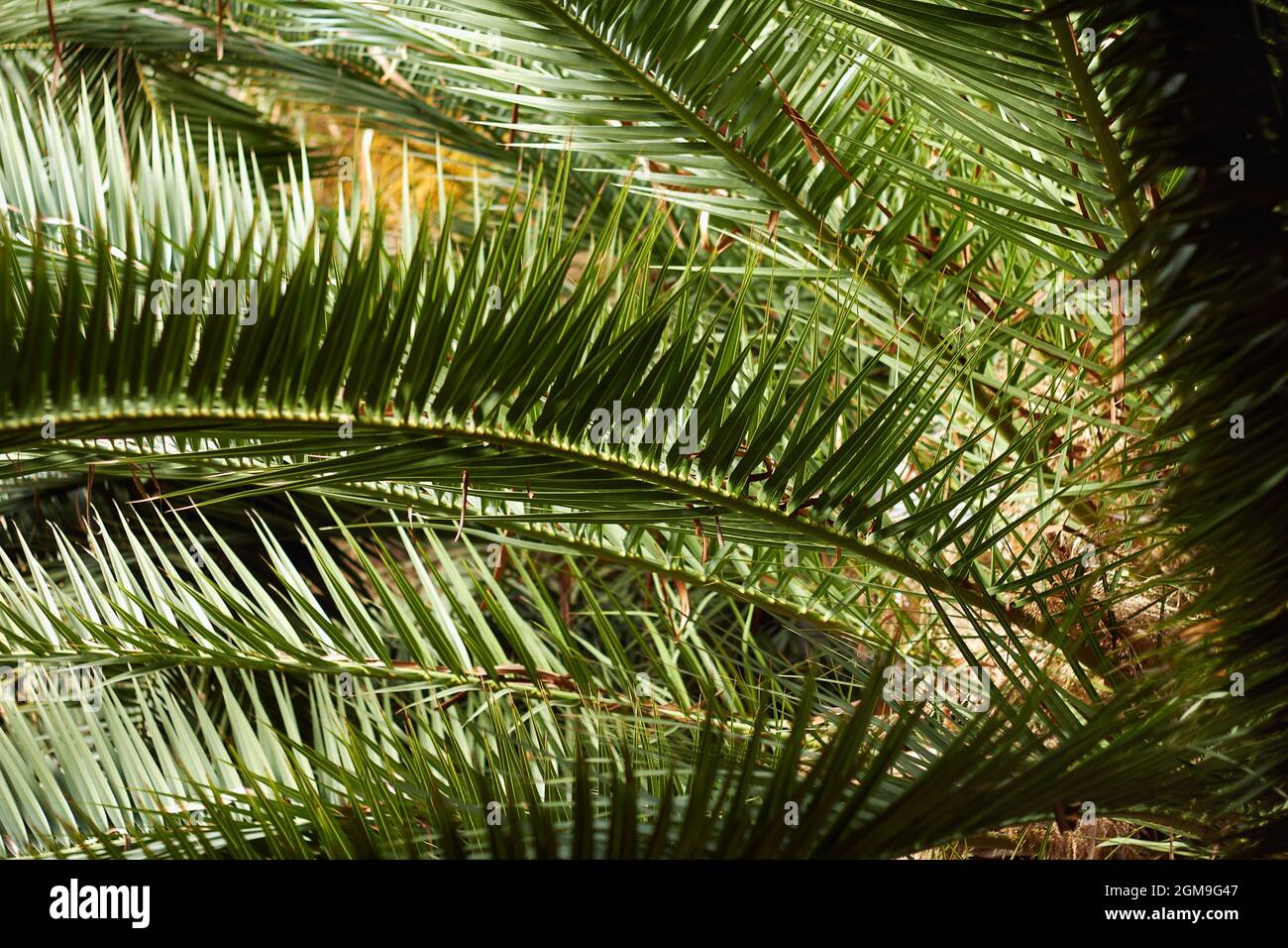 Branches of coconut trees in tropical climate on vacation Stock Photo ...
