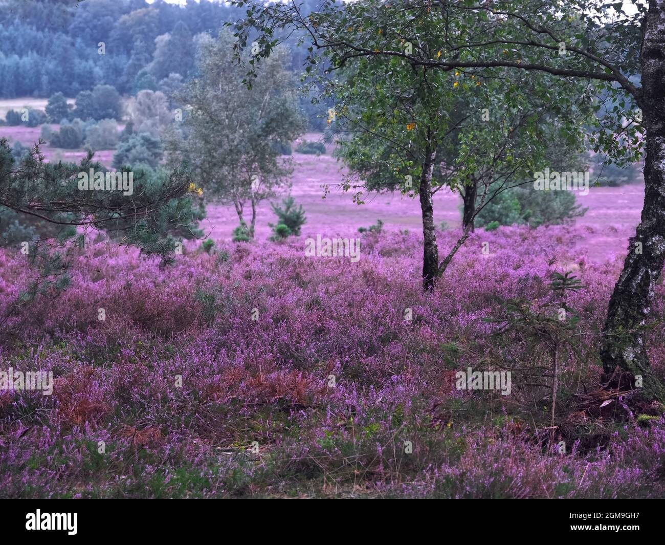 Pink landscape hi-res stock photography and images - Alamy