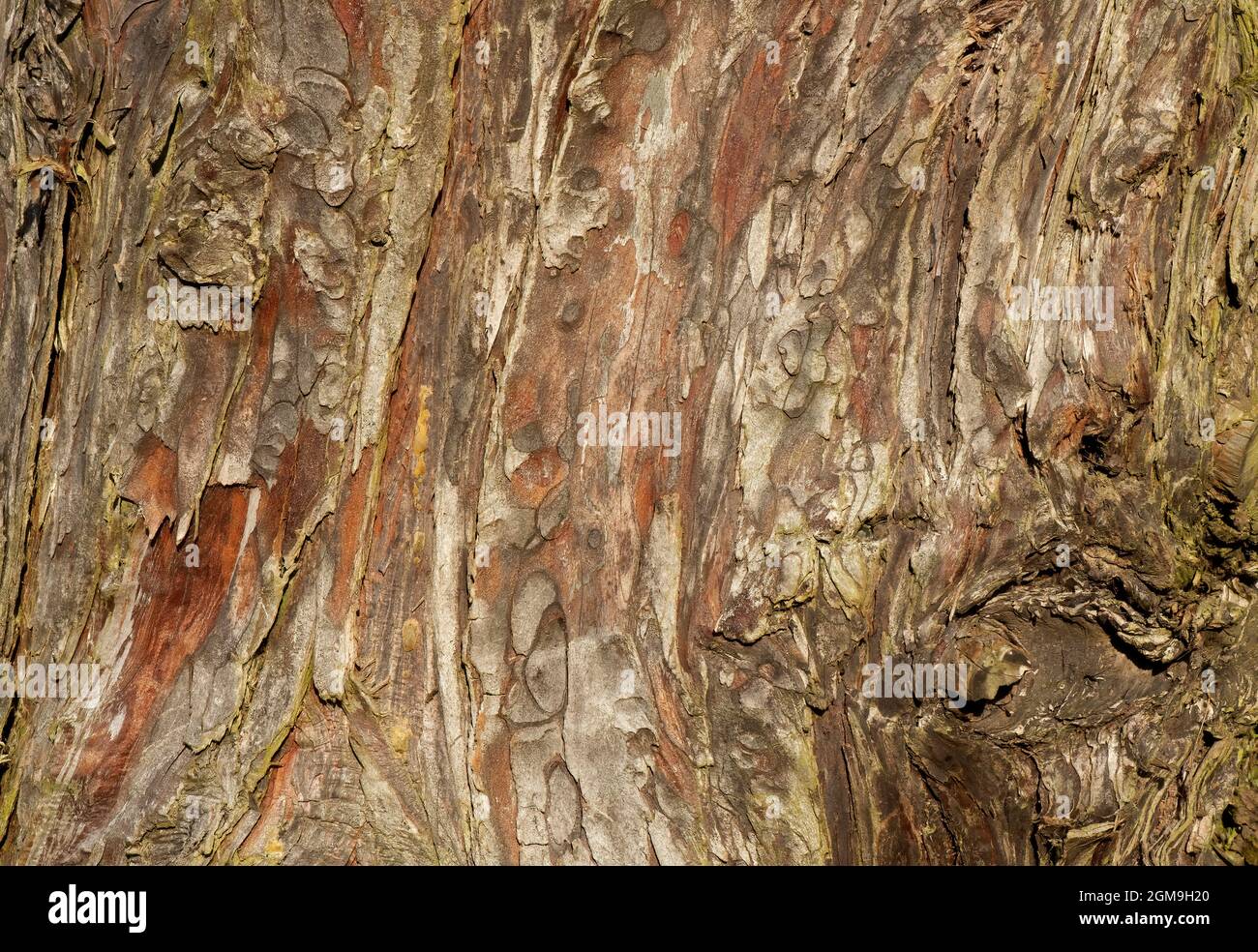 Textural patterns in tree bark Stock Photo - Alamy