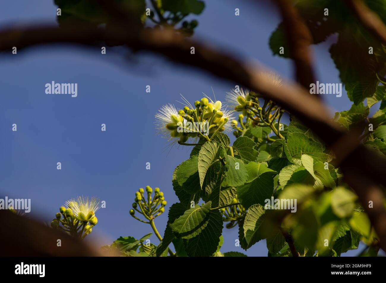 Flowered pequi tree. Flowers on the pequi tree. Pequi is a typical ...