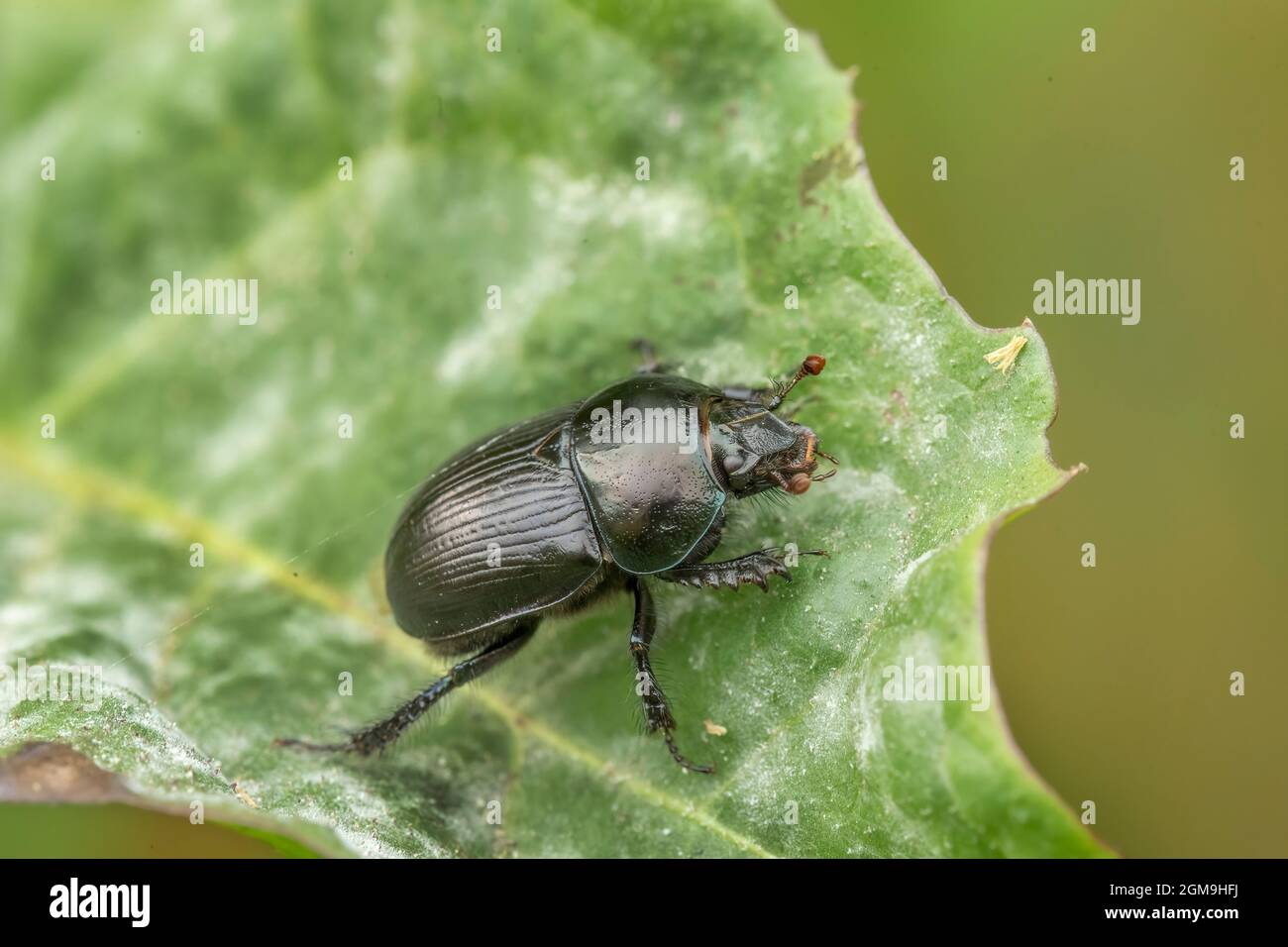 Spring dung beetle hi-res stock photography and images - Alamy