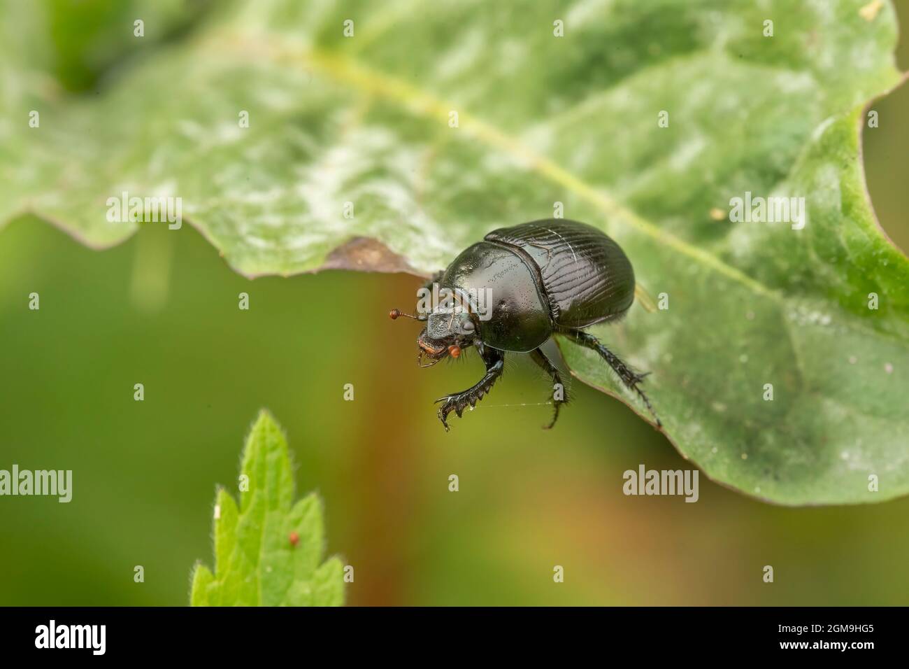 Dung beetle larvae hi-res stock photography and images - Alamy