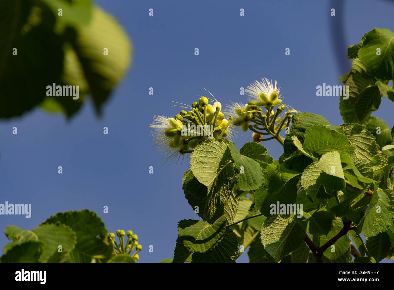 Typical cerrado tree hi-res stock photography and images - Alamy