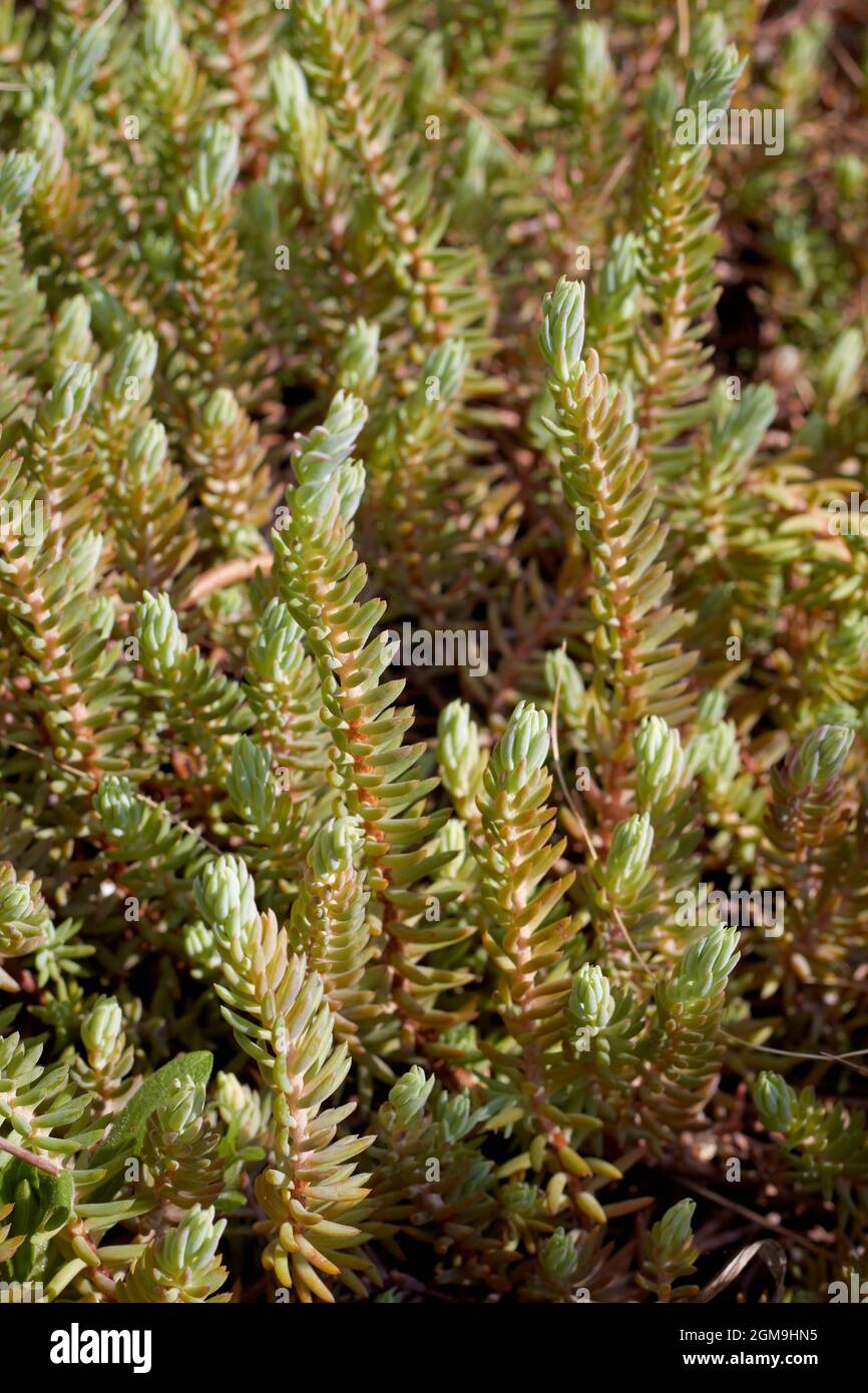 The gentle spring plant growing in a garden Stock Photo - Alamy