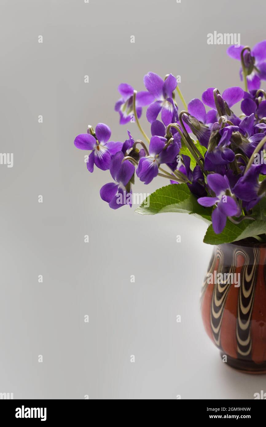 Violets flowers field in garden hi-res stock photography and images - Alamy