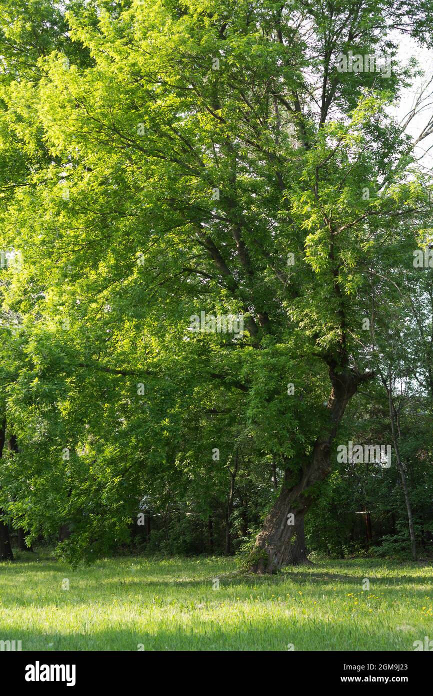 Big green tree in the spring solar wood Stock Photo - Alamy
