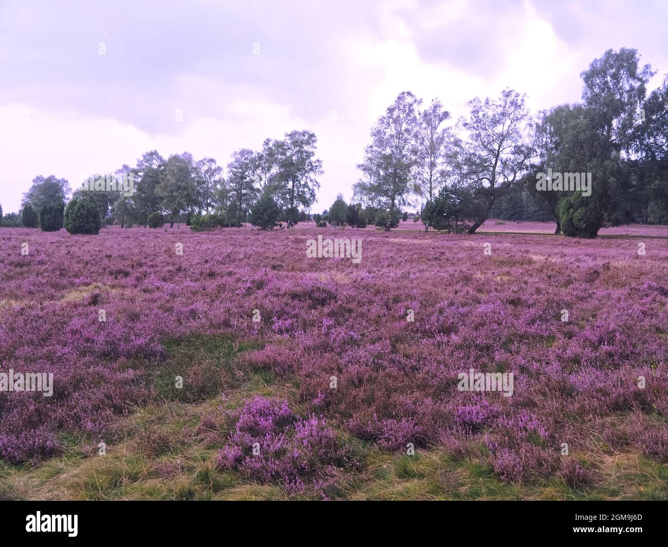 Pink landscape hi-res stock photography and images - Alamy