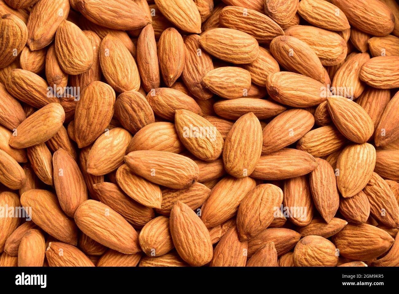 Top view big shelled hi-res stock photography and images - Alamy