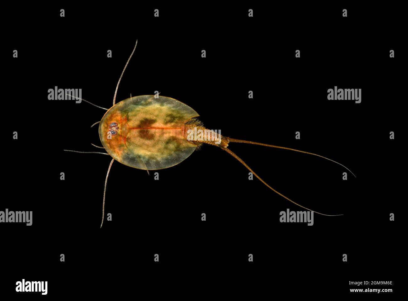 Triops (Apus) cancriformis Stock Photo - Alamy