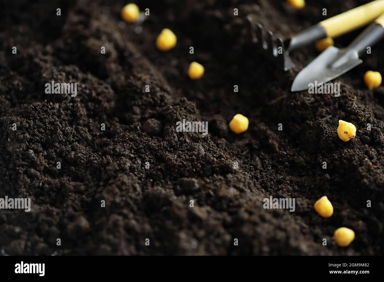 Seeds in the ground. Seed preparation for planting in the spring ...
