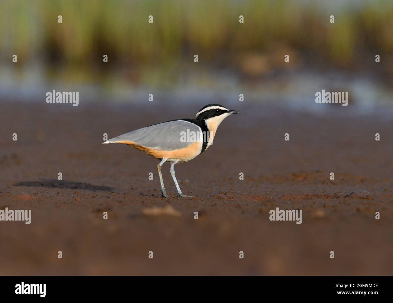 Egyptian Plover - Pluvianus aegyptius Stock Photo - Alamy
