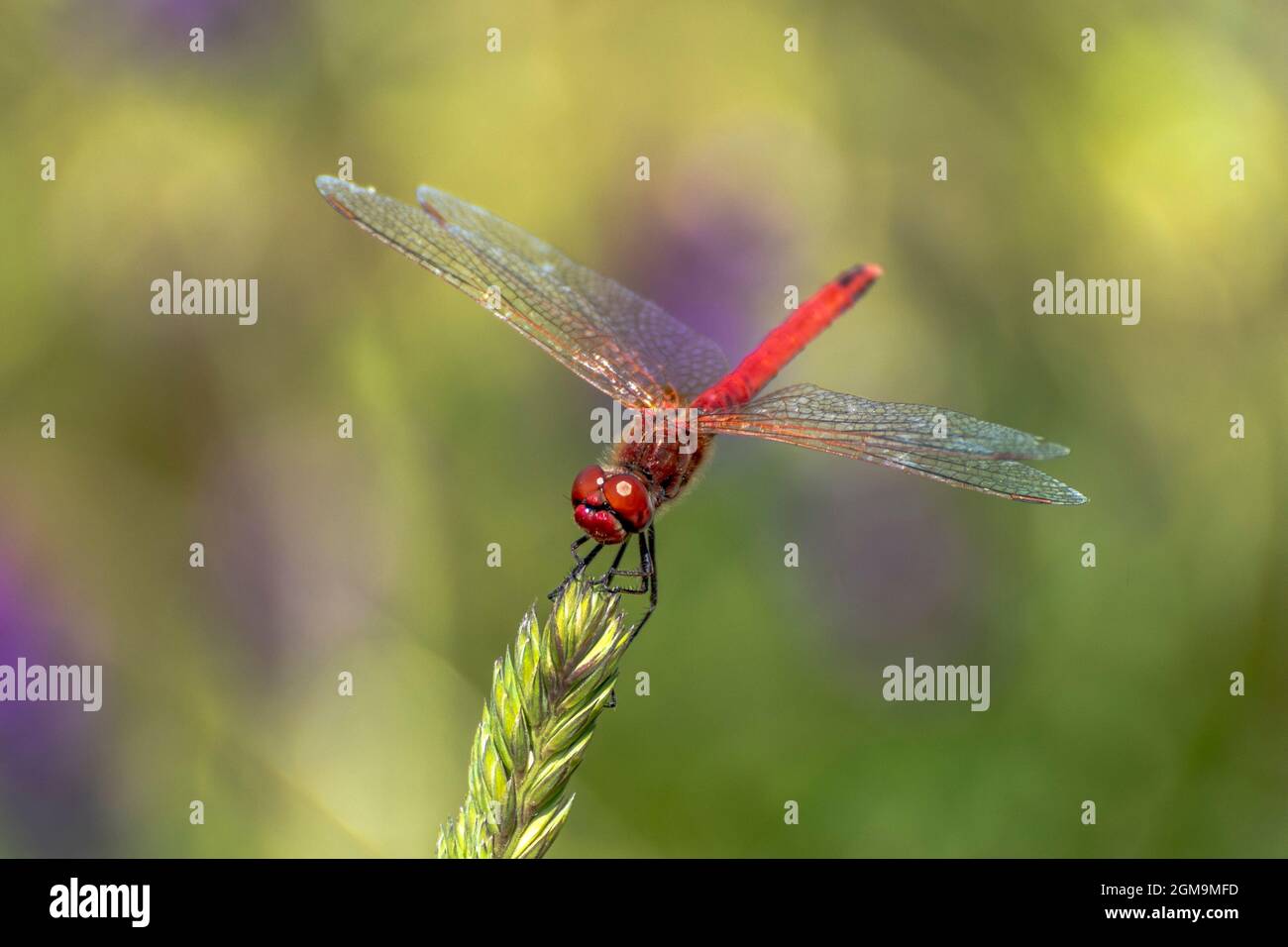Specimen of red dragonfly posing on a stalk of grass Stock Photo - Alamy