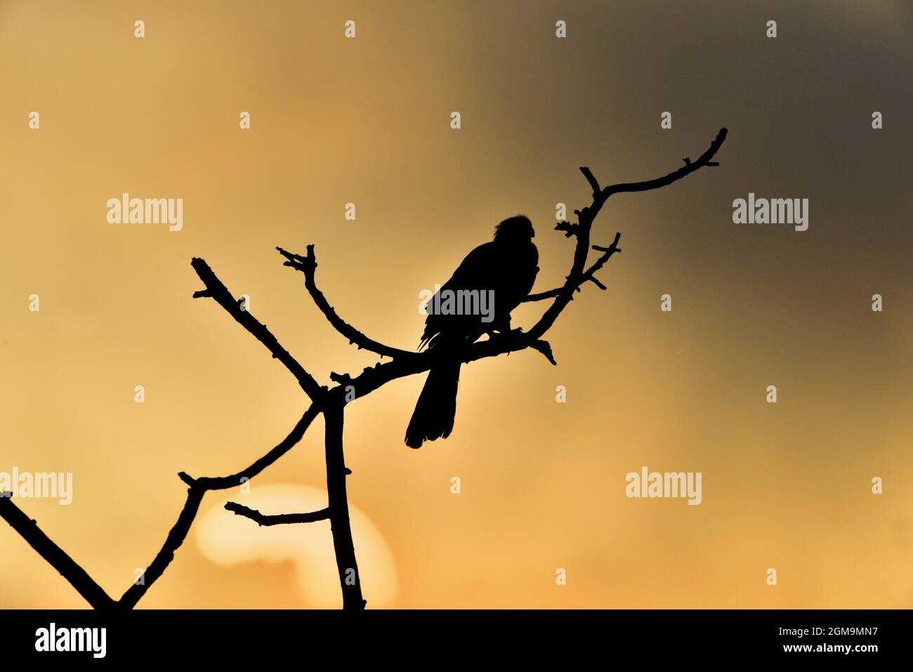 Western Grey Plantain-eater - Crinifer piscato Stock Photo - Alamy