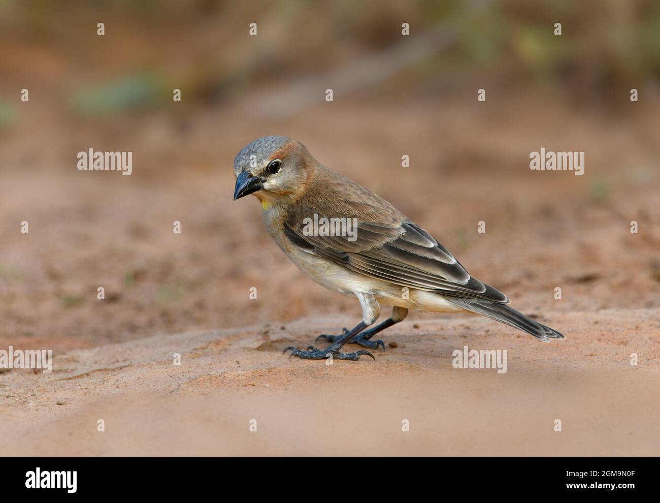 Bush Petronia - Petronia dentata Stock Photo - Alamy