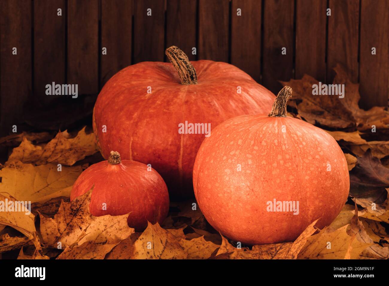 Different size pumpkins hi-res stock photography and images - Alamy