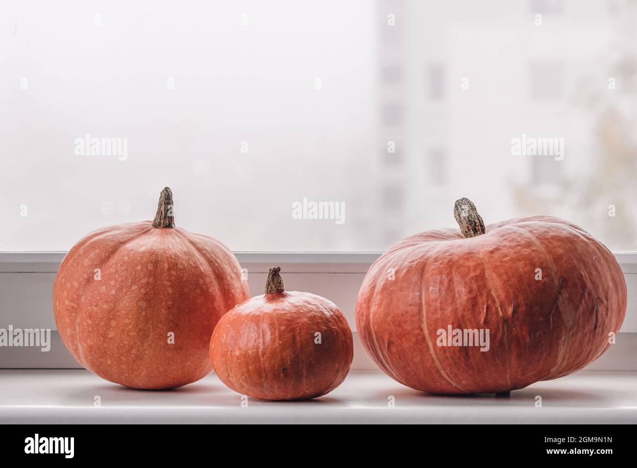 three pumpkins of a different size on a window sill Stock Photo - Alamy