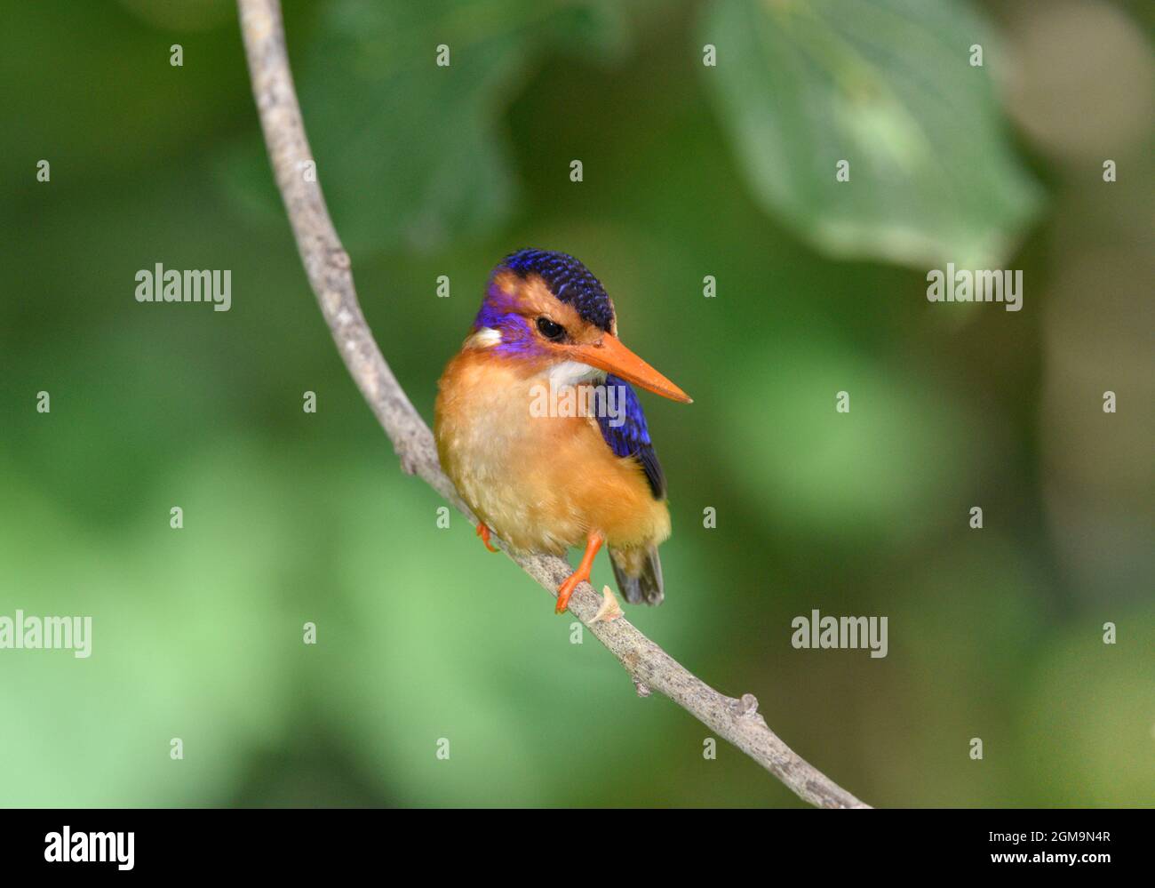 African Pygmy Kingfisher - Ispidina picta Stock Photo - Alamy